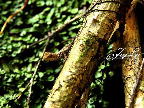 Img2753 礦坑旁的蜥蜴 傑林 Jaylin Flickr