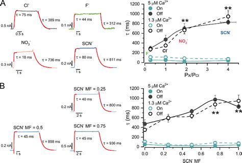 Figure 4 From Gating And Anion Selectivity Are Reciprocally Regulated In Tmem16a Ano1
