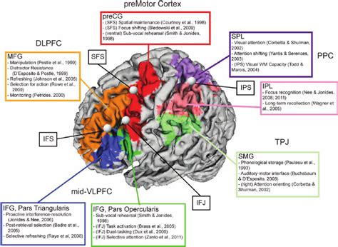 Renderings Of Regions Related To Executive Processes Of Wm Colors Download Scientific Diagram