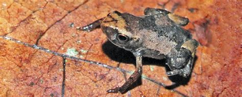 This Insanely Tiny Frog Could Be As Small As Vertebrates Get Sciencealert