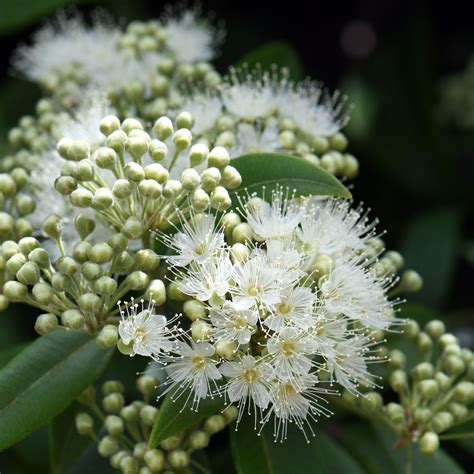 Authentic Lemon Myrtle Essential Oil Nap Naturally Australian