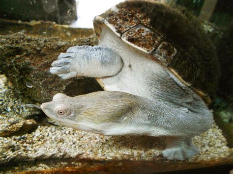 Cherepashka By Makaka96 On Deviantart