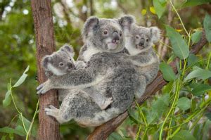 Atopan Unha Familia De Koalas Vivindo Nun Monte Veciñal Do Barbanza