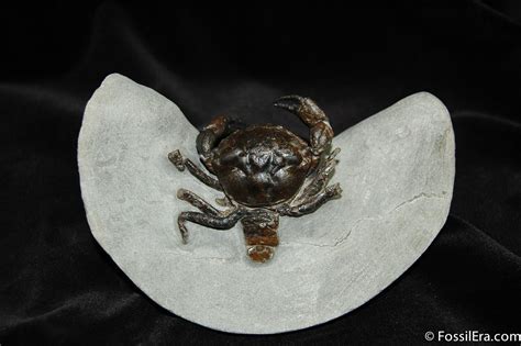 3d prepped fossil crab pulalius from washington 456 for sale