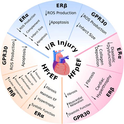 The Role Of Estrogen Receptors In Heart Disease Ischemiareperfusion Download Scientific