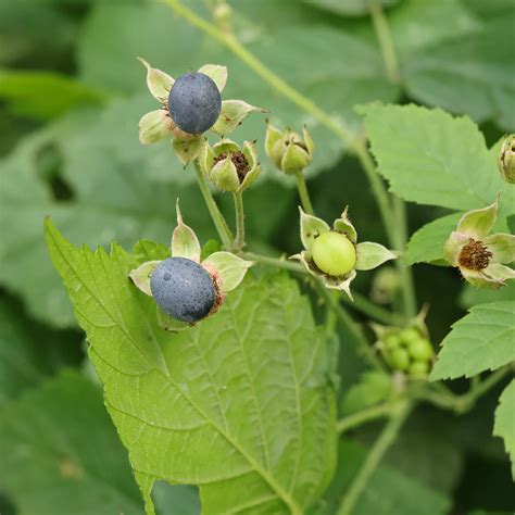 Rubus Caesius