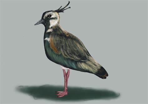 Learn How To Draw A Lapwing Birds Step By Step Drawing Tutorials