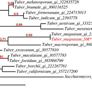 A Phylogenetic Tree Shows The Inferred Evolutionary Relationship