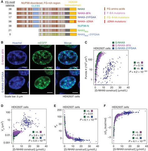 Phase Separation Mediates Nup98 Fusion Oncoprotein Leukemic