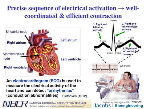 Ppt Thursday Monodomain Modeling In Cardiac Electrophysiology Powerpoint Presentation Id