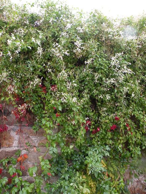Fallopia baldschuanica - Изображение особи - Плантариум