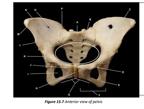 Anterior View Of Pelvis Diagram Quizlet