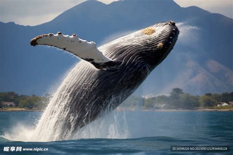 鲸鱼 摄影图海洋生物生物世界摄影图库昵图网