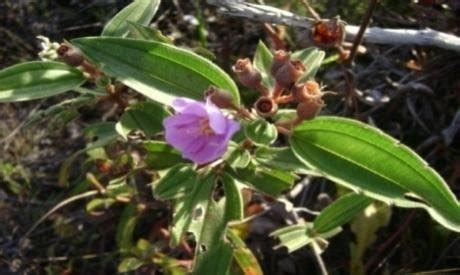 Morphology Of Melastoma Malabathricum Plant Photo Source Personal Doc