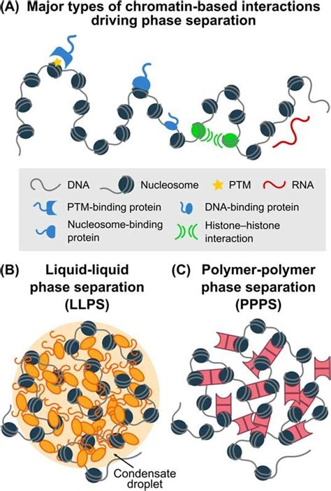 1 Schematic Illustration Of Chromatin Based Phase Separation A Major