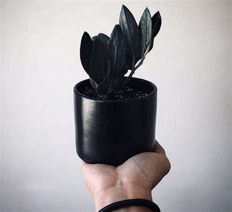 گل پتوس؛ از معرفی انواع آن تا کاشت و نگهداری