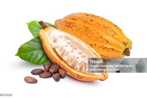 Biji Kakao Kering Dan Buah Kakao Kuning Segar Foto Stok Unduh Gambar Sekarang Buah Kakao