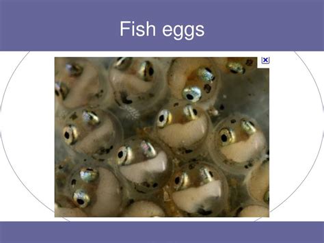 PPT Types Of Reproduction PowerPoint Presentation Free Download ID