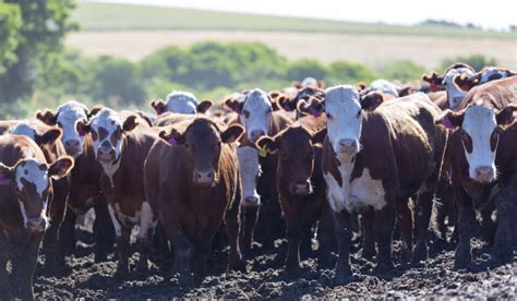 Why Cows Huddle Together And Other Cow Behaviors Explained Farmhouse