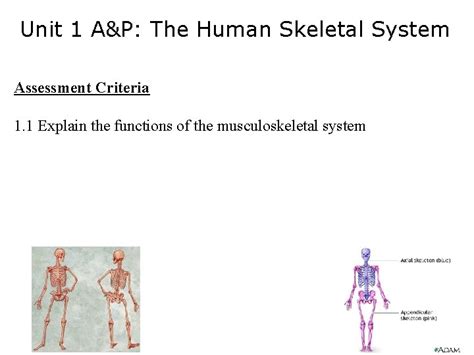 Unit 1 AP The Human Skeletal System Assessment