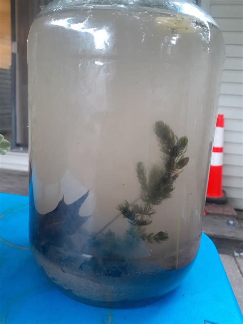 Day 1 First Ever Ecosphere Recosphere