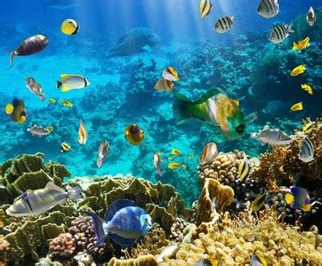 What Are Some Examples Of Aquatic Biomes Example