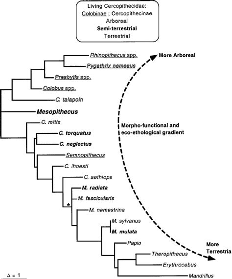 Phenogram Resulting From The Fitch Margoliash Least Squares Criterion Download Scientific