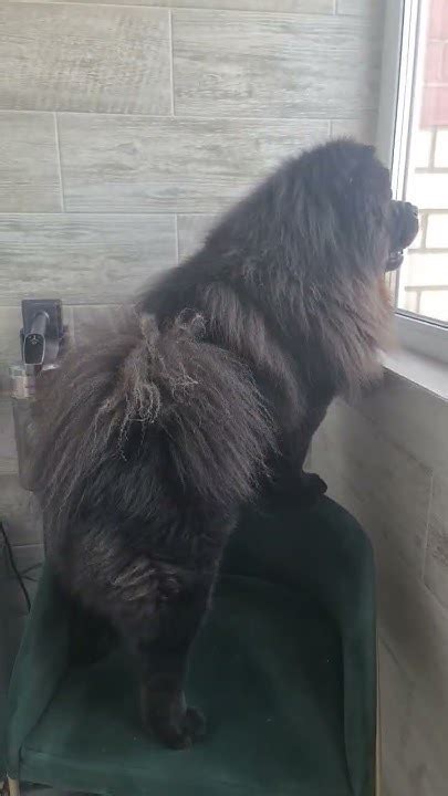 Миша смотрит в окошко Youtube