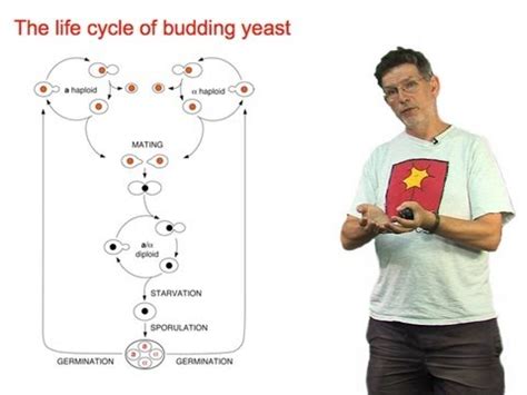 Budding And Shmooing Yeast Reproduction