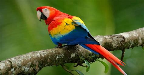 Order Up Scarlet Macaw Taxonomy Quiz By Sparkblip