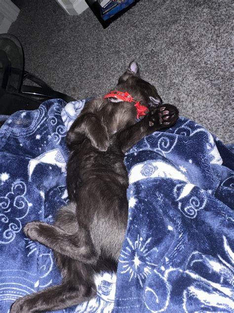 How does she fall asleep like this😂 : r/cats