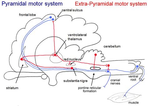 Pyramidal System