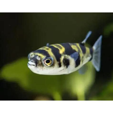 Topick Aquarium Amazon Puffer Fish