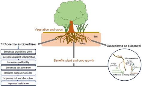 A Review On The Biological Properties Of Trichoderma Spp As A