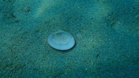 Seashell Of Bivalve Mollusc Smooth Or Smooth Callista Brown Venus