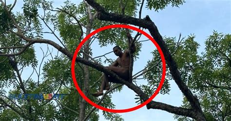 Lelaki Bogel Tersangkut Atas Pokok Setinggi 20 Meter BULETIN TV3 Malaysia