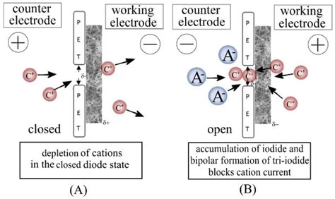 Schematic Drawing Of A The Cation Flow And Accumulation For The Closed