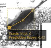 Prediction With Track Identity Talmolab Sleap Discussion GitHub