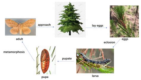 Spatiotemporal Dynamics Of A Predator Prey Model With A Gestation Delay