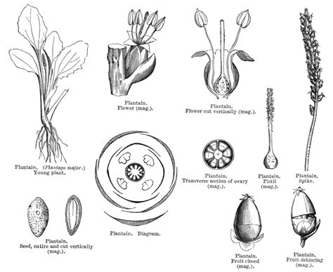 Illustrations Plant623 Plant516 Plant624