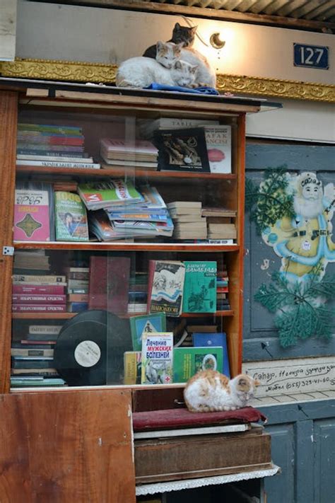 잠자는 고양이가 있는 빈티지 서점 · 무료 스톡 사진