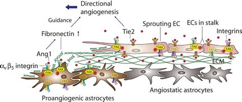 Angiopoietin 1 Guides Directional Angiogenesis Through Integrin αvβ5