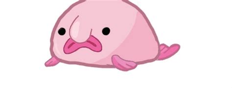 Der Blobfisch Das Tier Des Monats HeineBlatt
