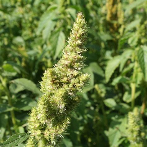 Amaranthus Retroflexusshop Globules Remedia Homeopathy Amaranthus Retroflexusshop Globules Remedia Homeopathy