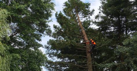 Tree Removal Shredding Services In Auckland Pro Climb