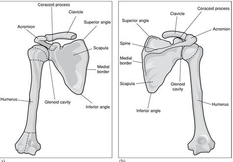 1 Skeletal Anatomy Of The Shoulder Complex — A Anterior
