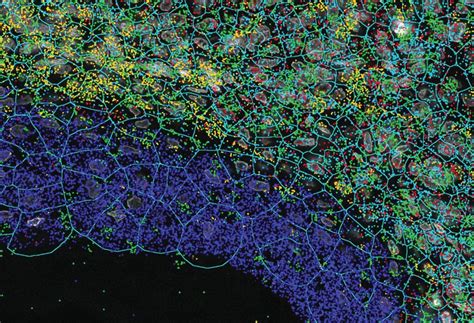 Is The Spatial Revolution The Future Of Single Cell Biology