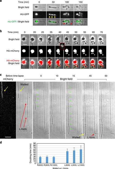 Unconstrained L Form Growth In Liquid And In Microfluidic Download Scientific Diagram