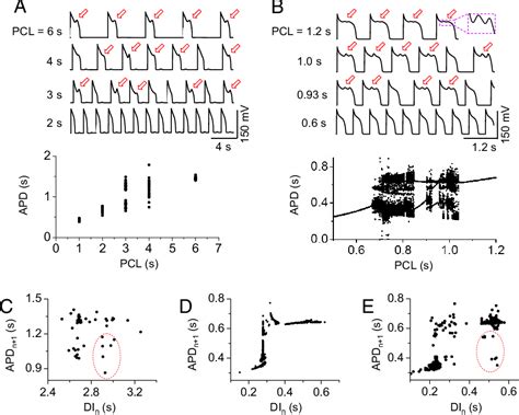 Figure 1 From Synchronization Of Chaotic Early Afterdepolarizations In The Genesis Of Cardiac