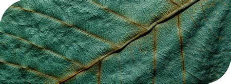 Csg Skills Employee Of The Month November 2020 Csg Group